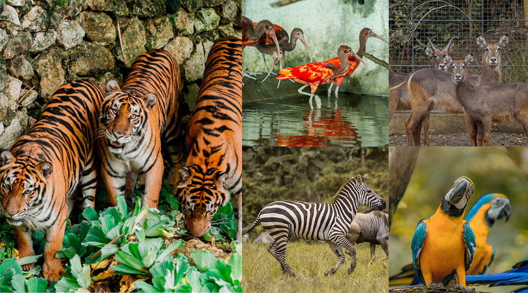 Cebu Safari Brings African Wildlife to PH
